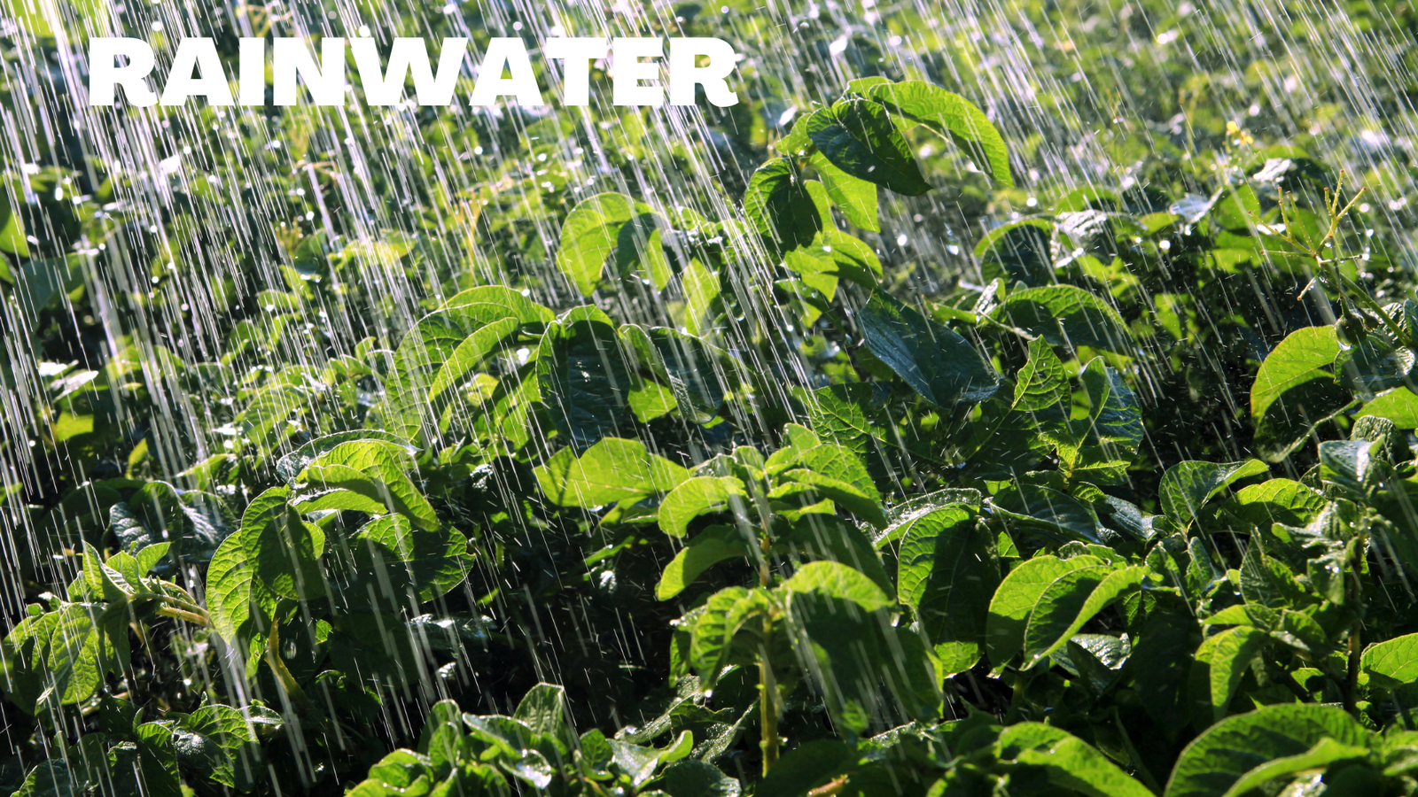 Does Water Type Affect Plant Growth? Discover the Results!