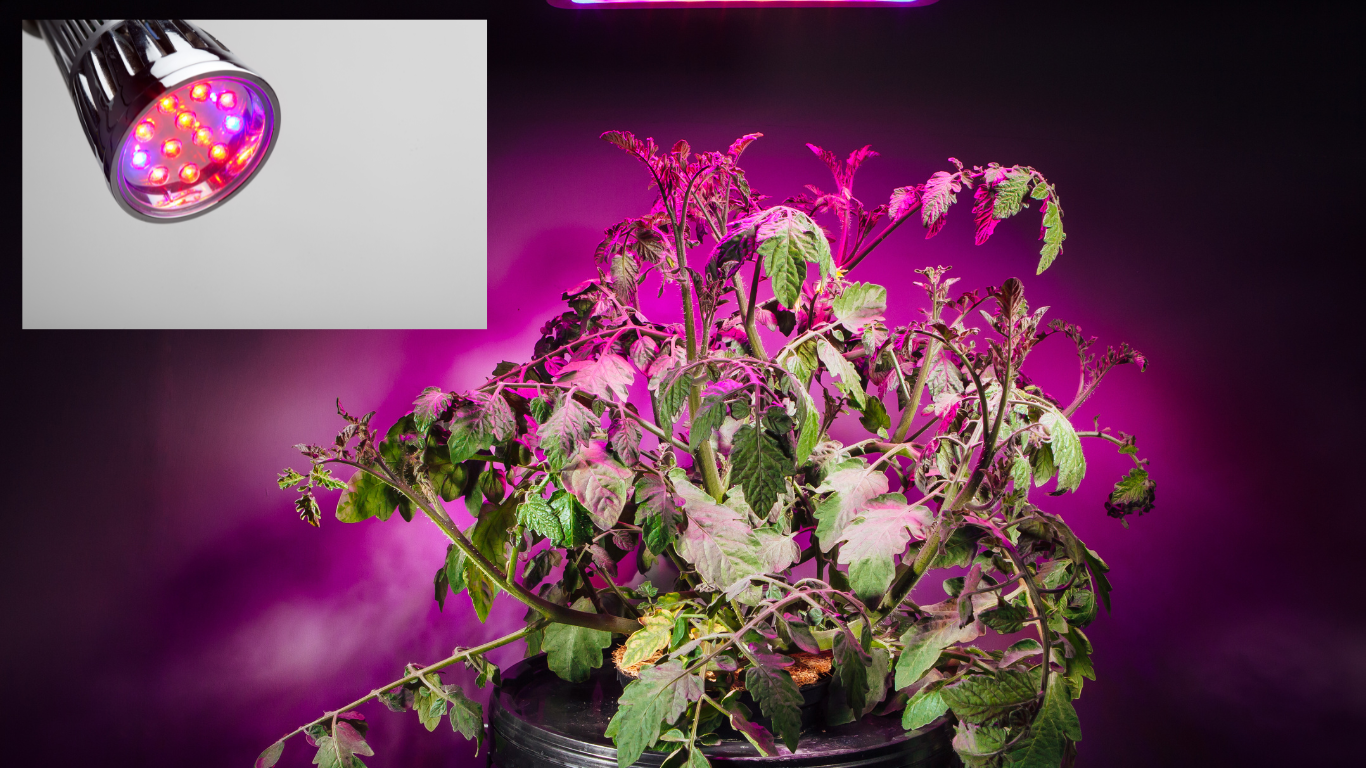 Which Color Of Light Is Best For Photosynthesis? - SaveYorkGarden