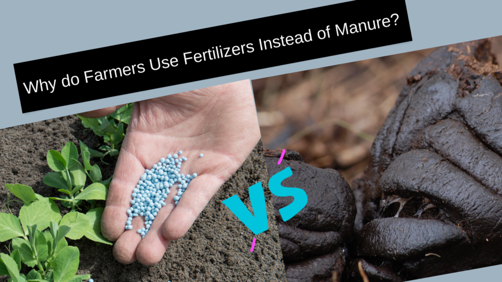 Why do Farmers Use Fertilizers Instead of Manure? - SaveYorkGarden