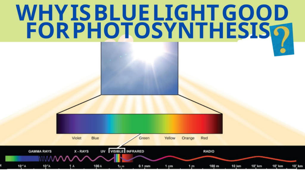 Why is Blue Light Good for Photosynthesis? - SaveYorkGarden