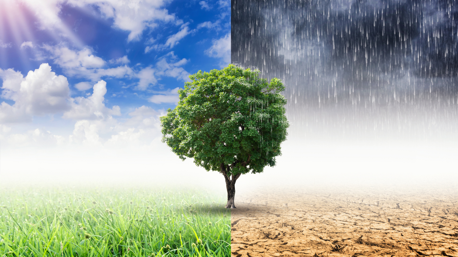 What Effect Does the Amount of Water Have on Plant Growth? - SaveYorkGarden