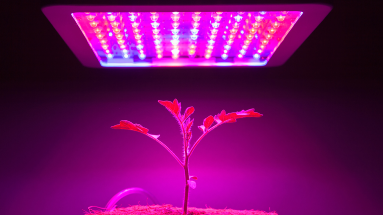 Which Colors Of The Light Spectrum Are Most Important For Plant Growth ...