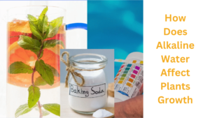 How Does Alkaline Water Affect Plants Growth? - SaveYorkGarden