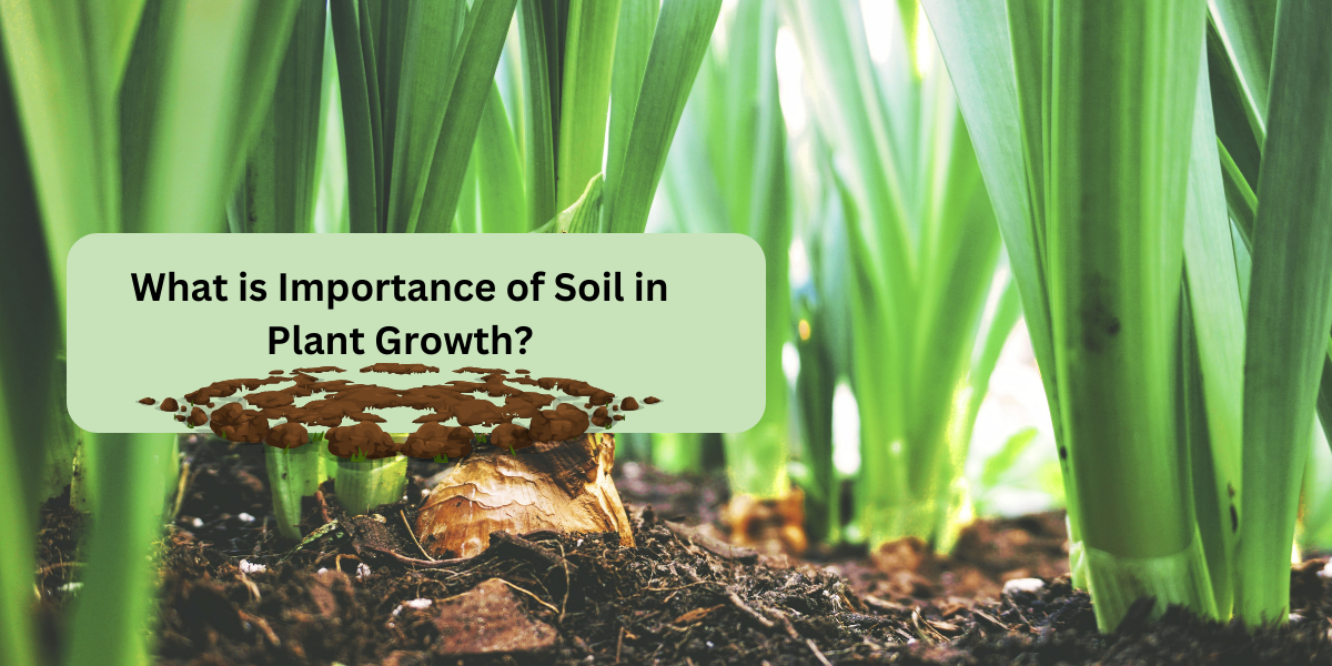Check Out What is Importance of Soil in Plant Growth? - SaveYorkGarden