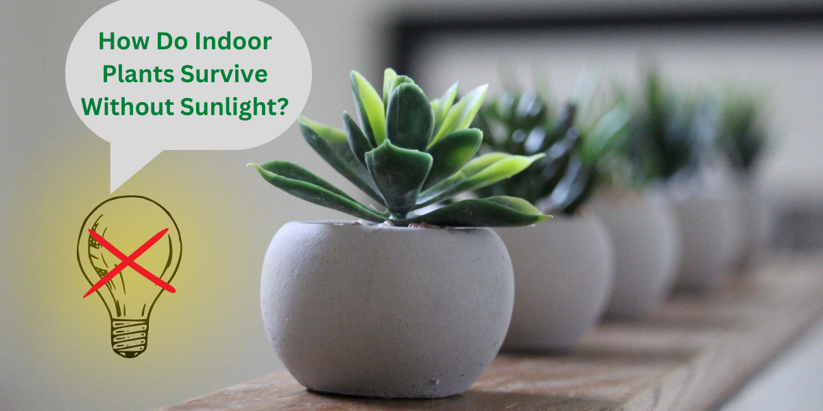How do Indoor Plants Survive Without Sunlight? Hidden Truth!