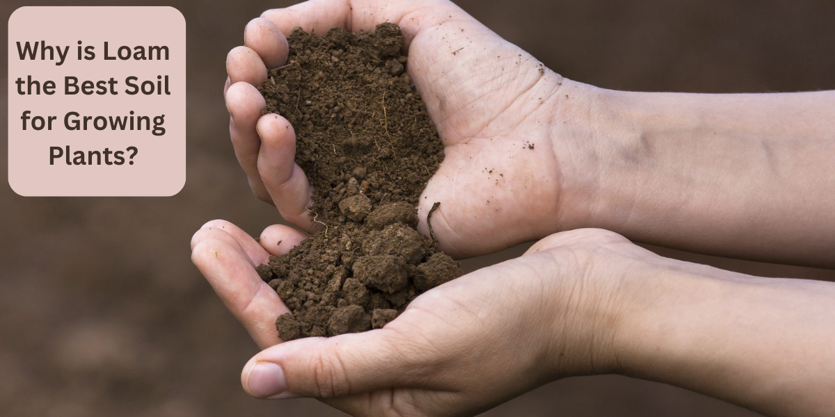 Explore Why is Loam the Best Soil for Growing Plants?