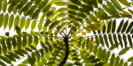 How Long Can Plants Survive Without Sunlight? - SaveYorkGarden